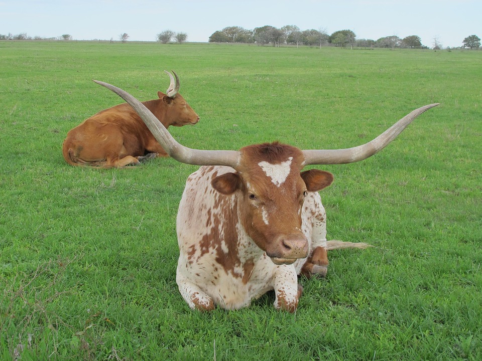 Texas Longhorn Cattle - Free photo on Pixabay