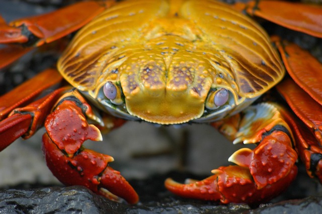 30,000+ Free Kleine Krabbe & Crab Photos - Pixabay