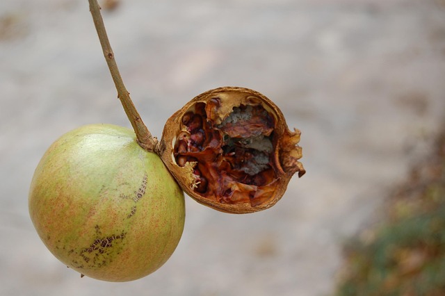 Granada Frutas Marcio - Foto gratis en Pixabay - Pixabay