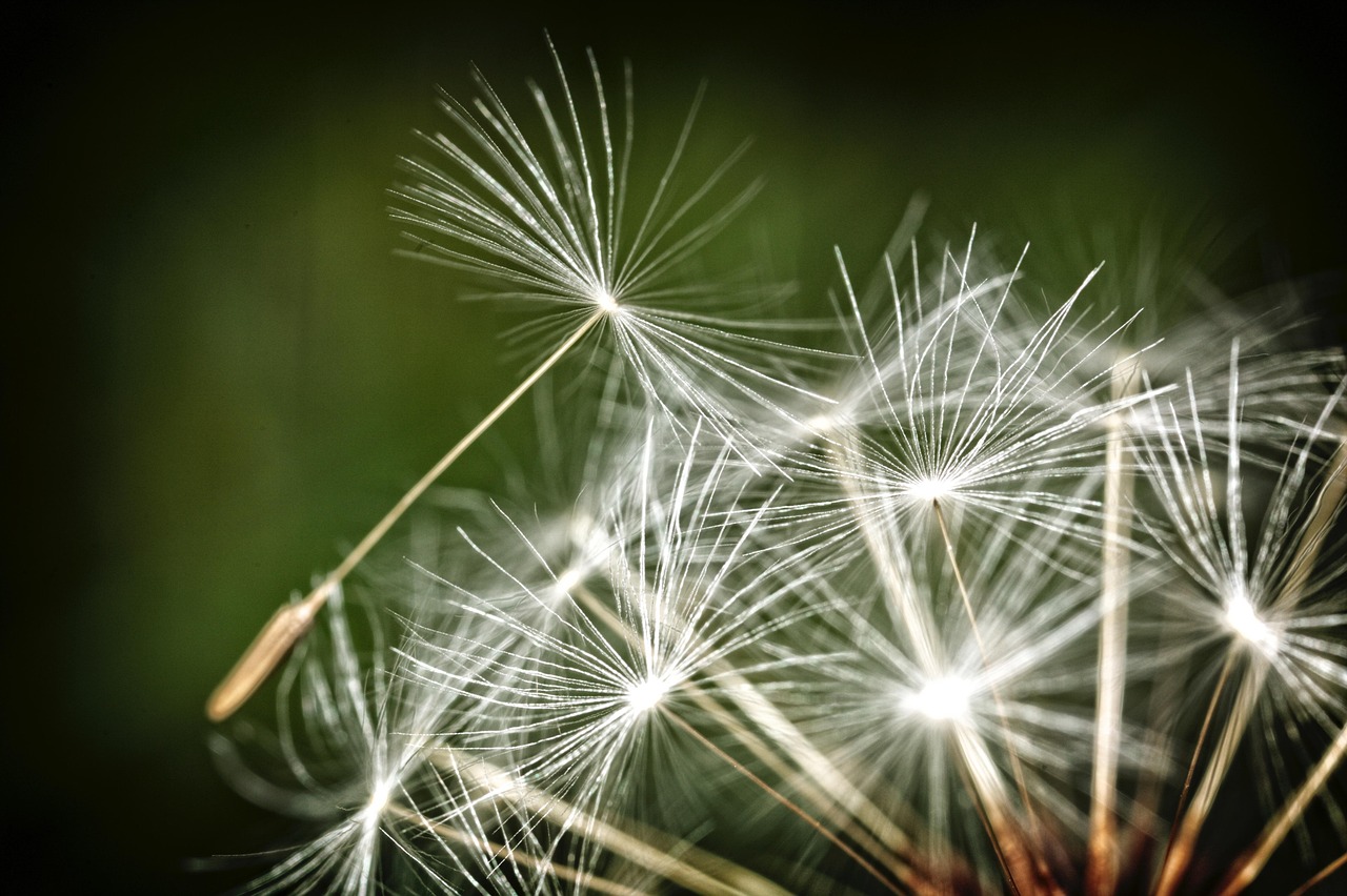 200+ Free Breeze & Nature Images - Pixabay