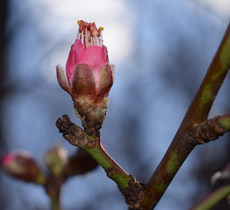 Peach Blossom Bud Opening - Free photo on Pixabay - Pixabay