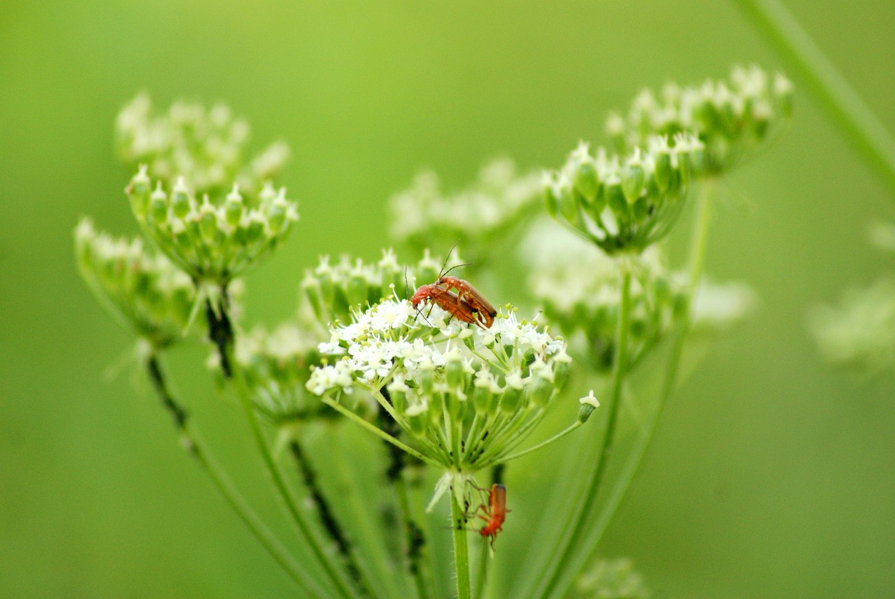Insectos Rojos Primer Plano Verde - Foto gratis en Pixabay - Pixabay