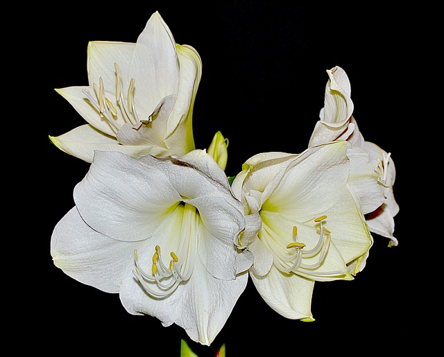 Fleur Blanche - Photo gratuite sur Pixabay - Pixabay