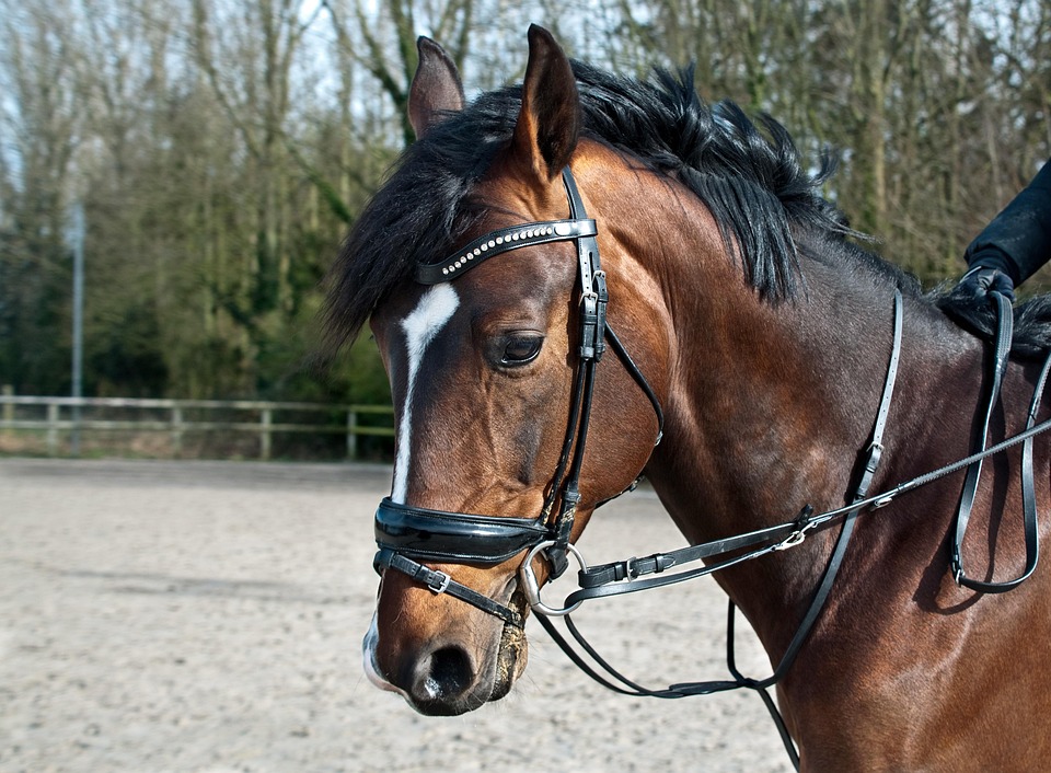 Caballo Cabeza Sol - Foto gratis en Pixabay