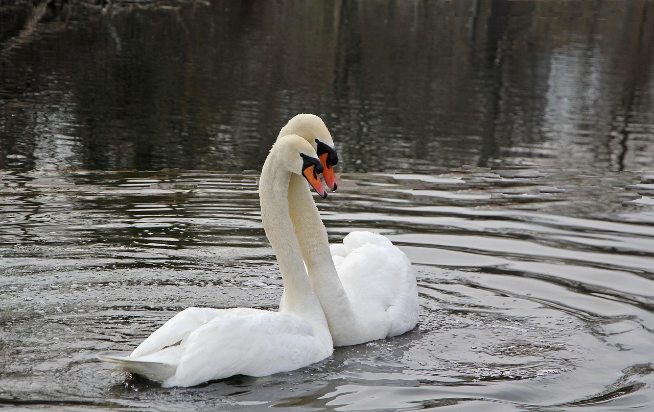 Spring Swans Nature - Free photo on Pixabay