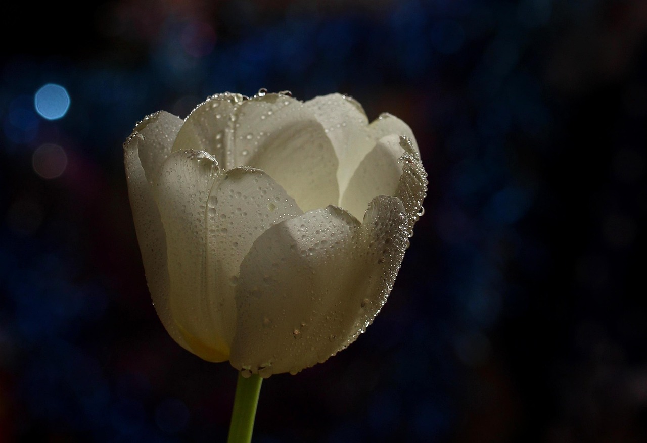 Tulip White Drops - Free photo on Pixabay - Pixabay