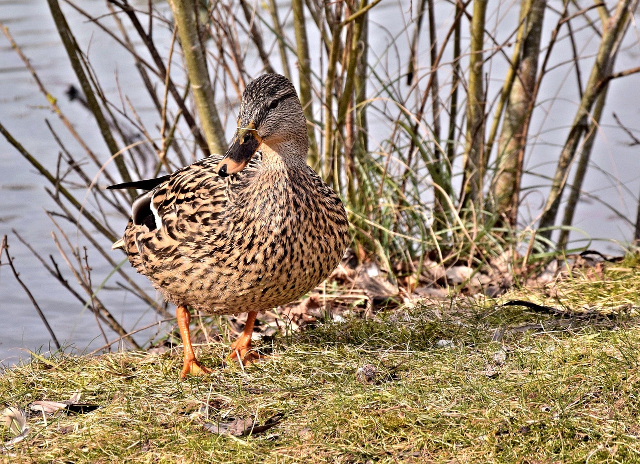 Drake Duck Plumage - Free photo on Pixabay