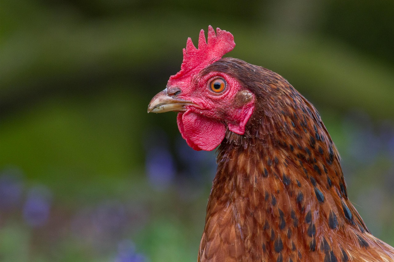 Rooster Chicken Close Up - Free photo on Pixabay