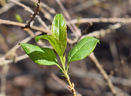 1+ Free New Forsythia Leaves & Forsythia Photos - Pixabay