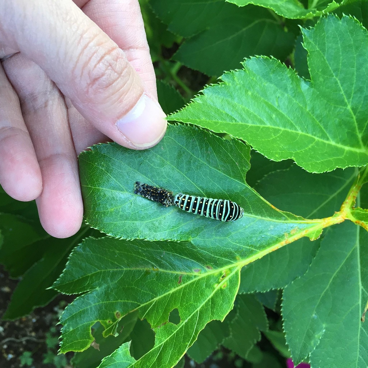Swallowtail Larva Simasimaaomushi - Free photo on Pixabay - Pixabay