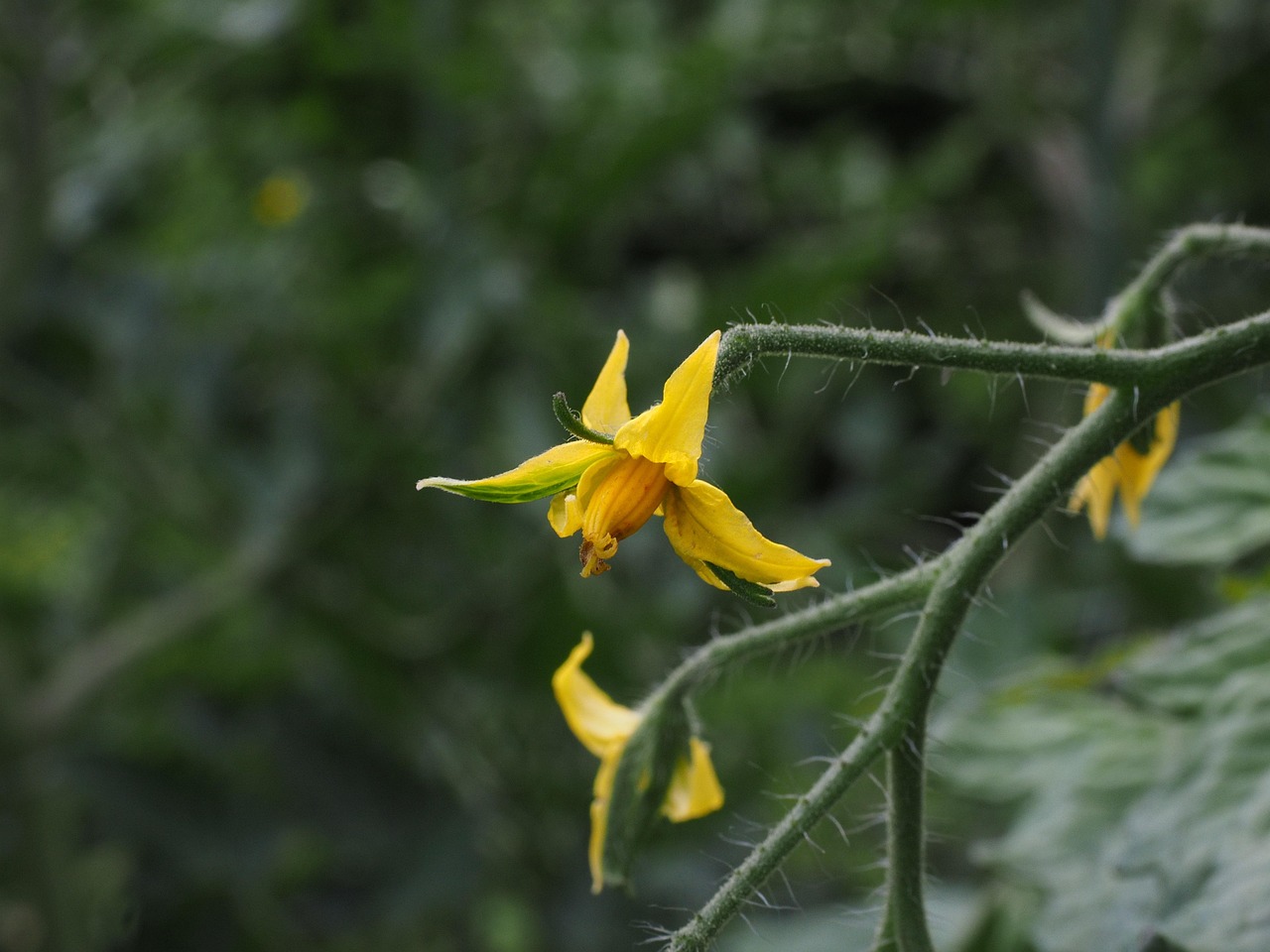 Tomato Blossom Bloom - Free photo on Pixabay