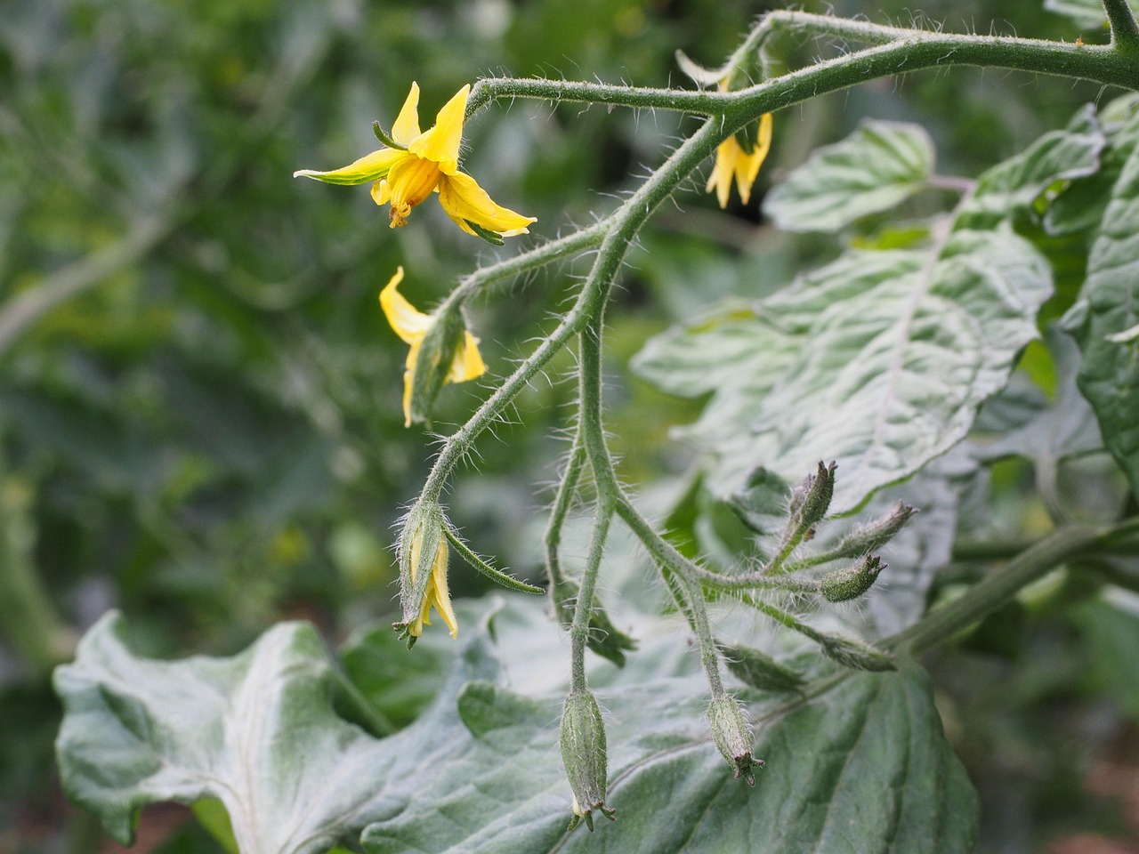 Tomatenblüte Blüte Blume - Kostenloses Foto auf Pixabay - Pixabay
