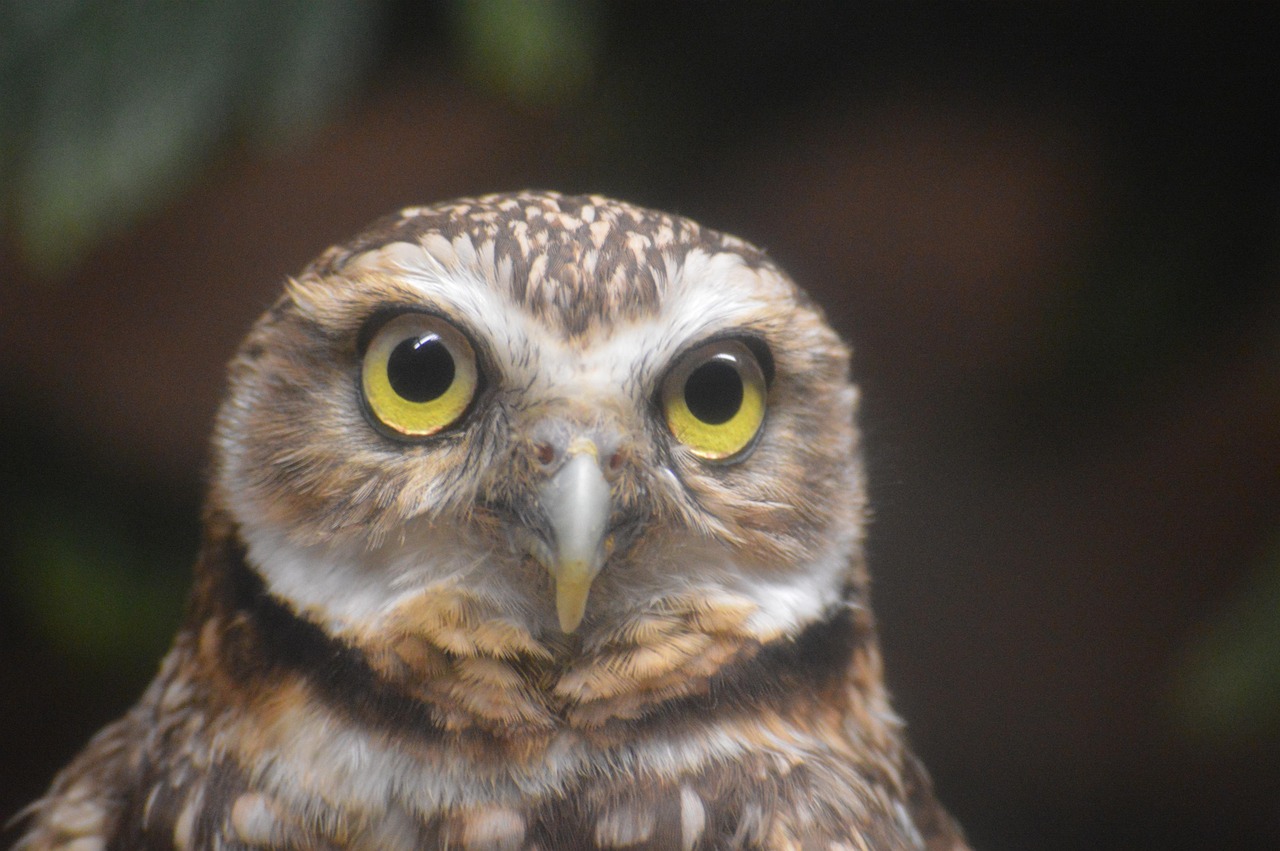 20,000+ Free Owl Face & Owl Images - Pixabay