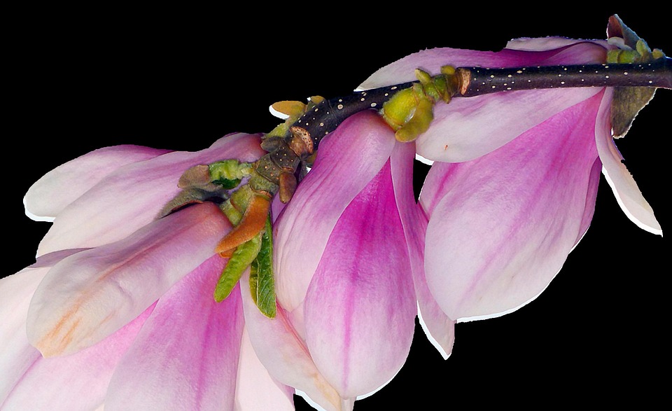 Spring Bud Tree - Free photo on Pixabay