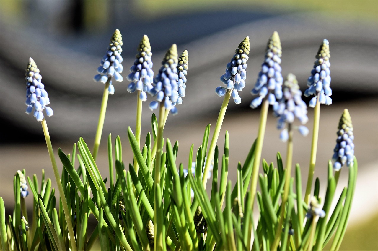 Grape Hyacinths Bloom Spring - Free photo on Pixabay