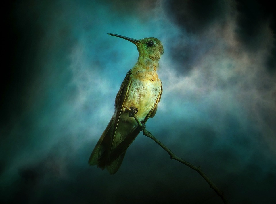 Texture Background Humming-Bird - Free photo on Pixabay - Pixabay