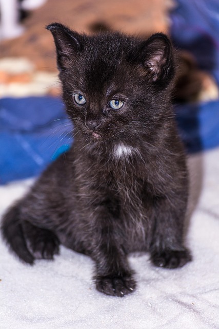 Kitten Cat Baby Young - Free photo on Pixabay - Pixabay