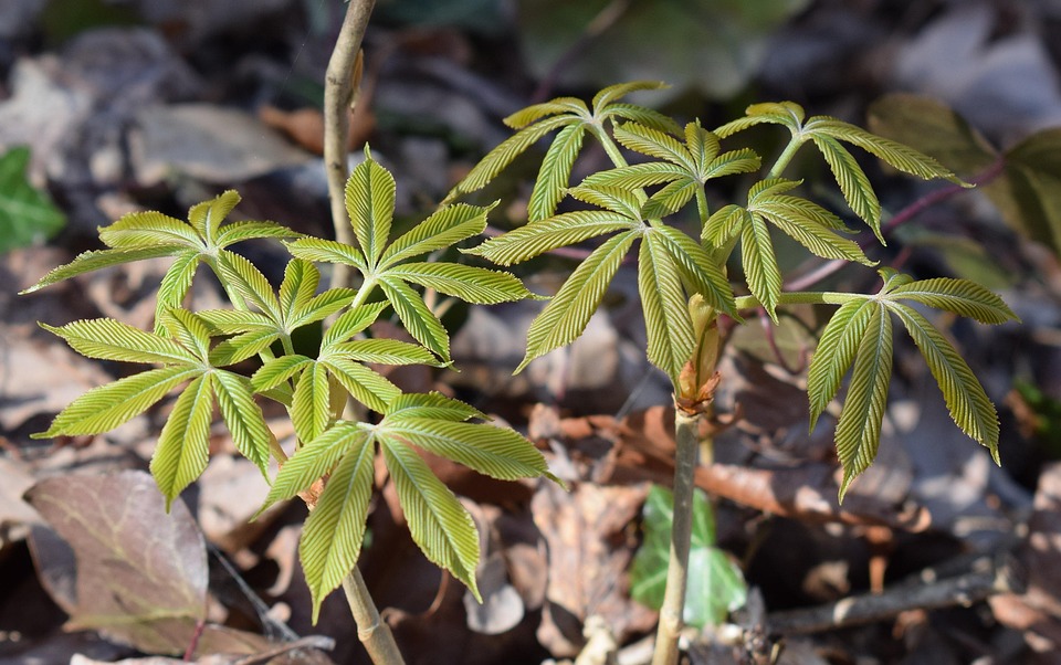 Japanese Chestnut Leaves Open - Free photo on Pixabay - Pixabay