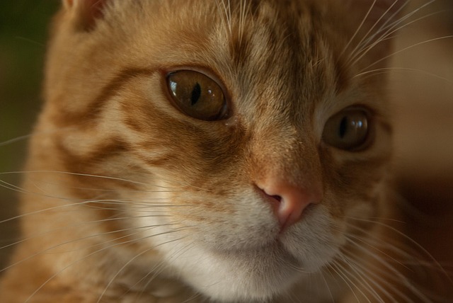 Gato Bigote Felino Animal - Foto gratis en Pixabay - Pixabay