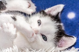 Baby Cat Kitten Grumpy Maine · Free photo on Pixabay