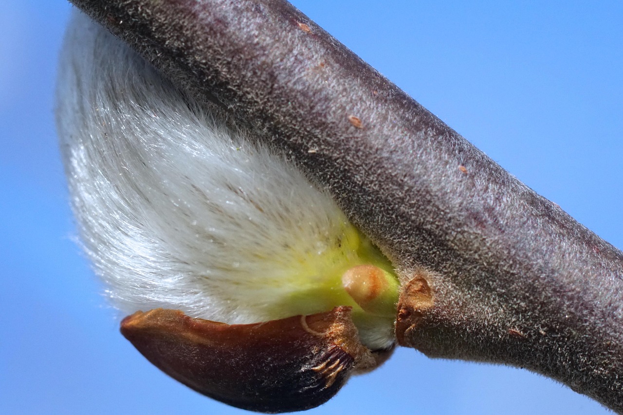 Willow Catkin Harbinger Of Spring - Free photo on Pixabay