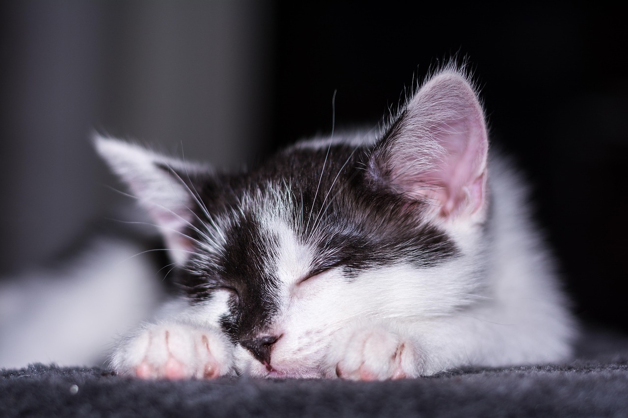 100+ Free Cuddle Kitten & Cat Images - Pixabay