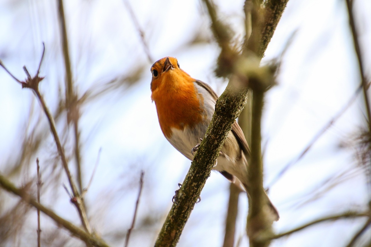 Robin Pecho Rojo Pájaro - Foto gratis en Pixabay - Pixabay