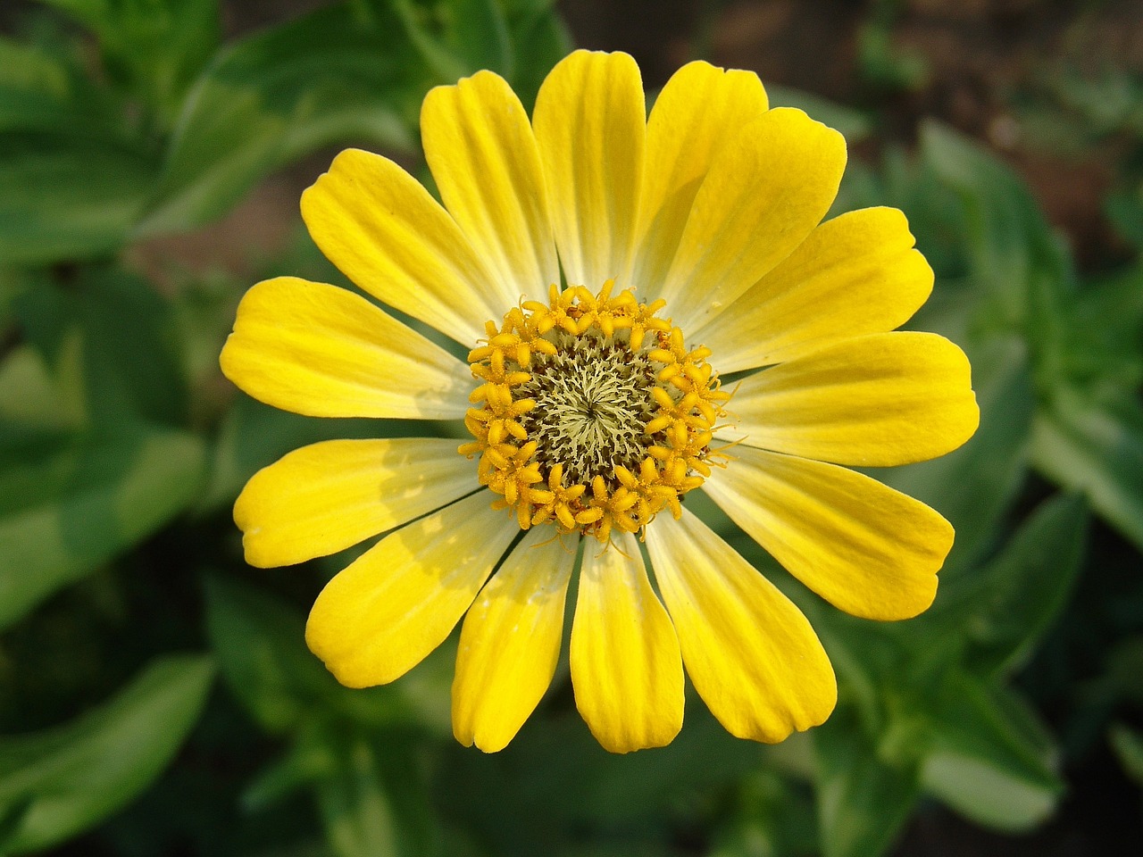 600+ Free Large Flowers & Nature Photos - Pixabay