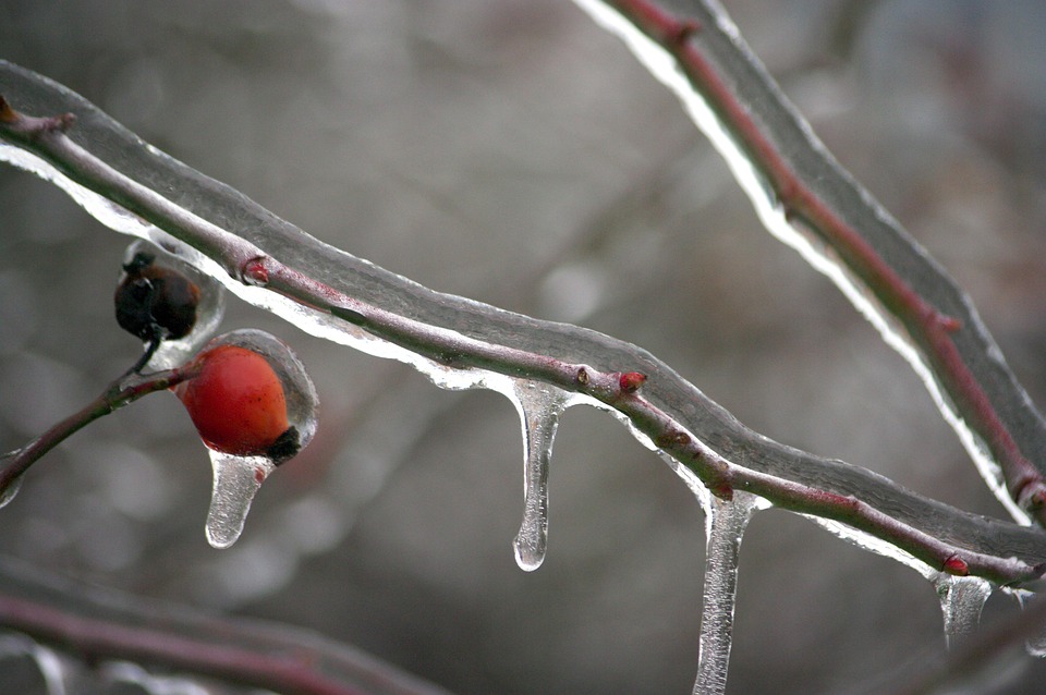 Frozen Branch Winter Ice - Free photo on Pixabay - Pixabay