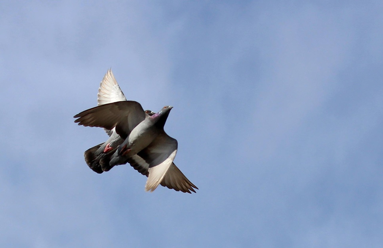 Palomas Vuelo Sincrónicamente - Foto gratis en Pixabay - Pixabay
