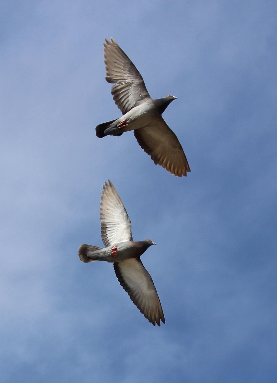 Palomas Vuelo Sincrónicamente - Foto gratis en Pixabay - Pixabay