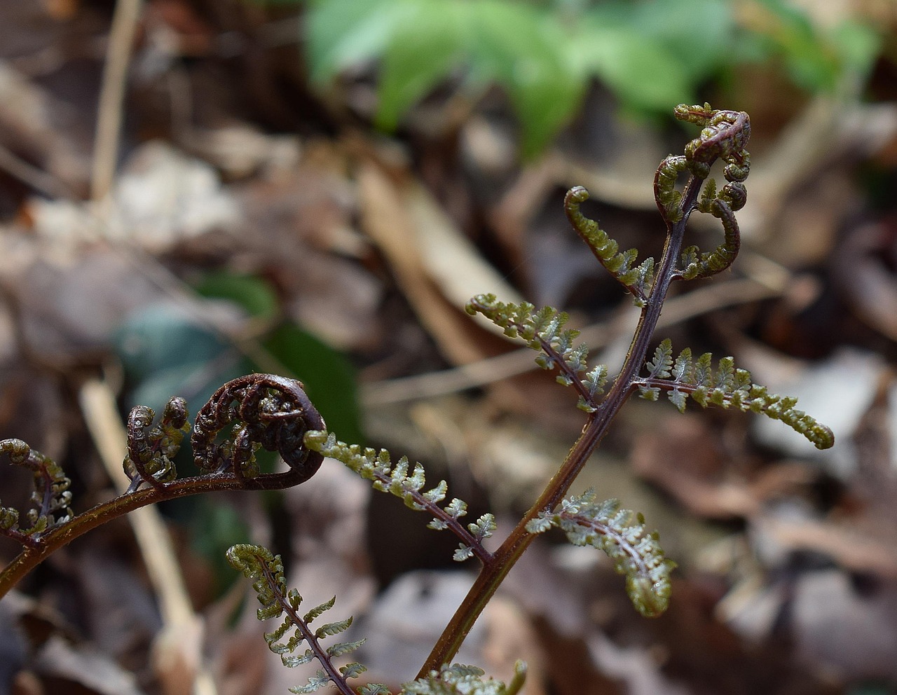 50+ Free Fiddlehead Ferns & Fiddlehead Images - Pixabay