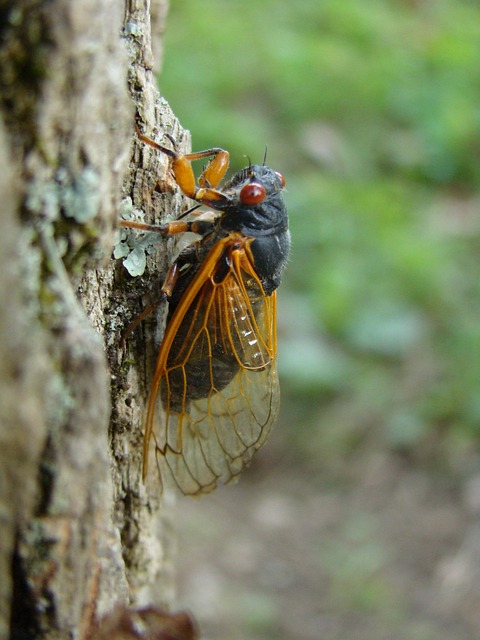 Magicicada Periodical Cicada - Free photo on Pixabay
