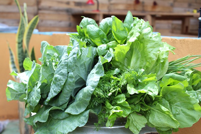 Verde Lechuga Nuevo - Foto gratis en Pixabay - Pixabay