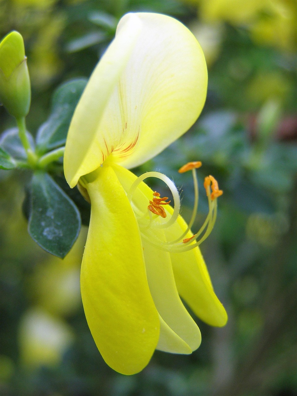 Bunga Kuning Alam - Foto gratis di Pixabay - Pixabay
