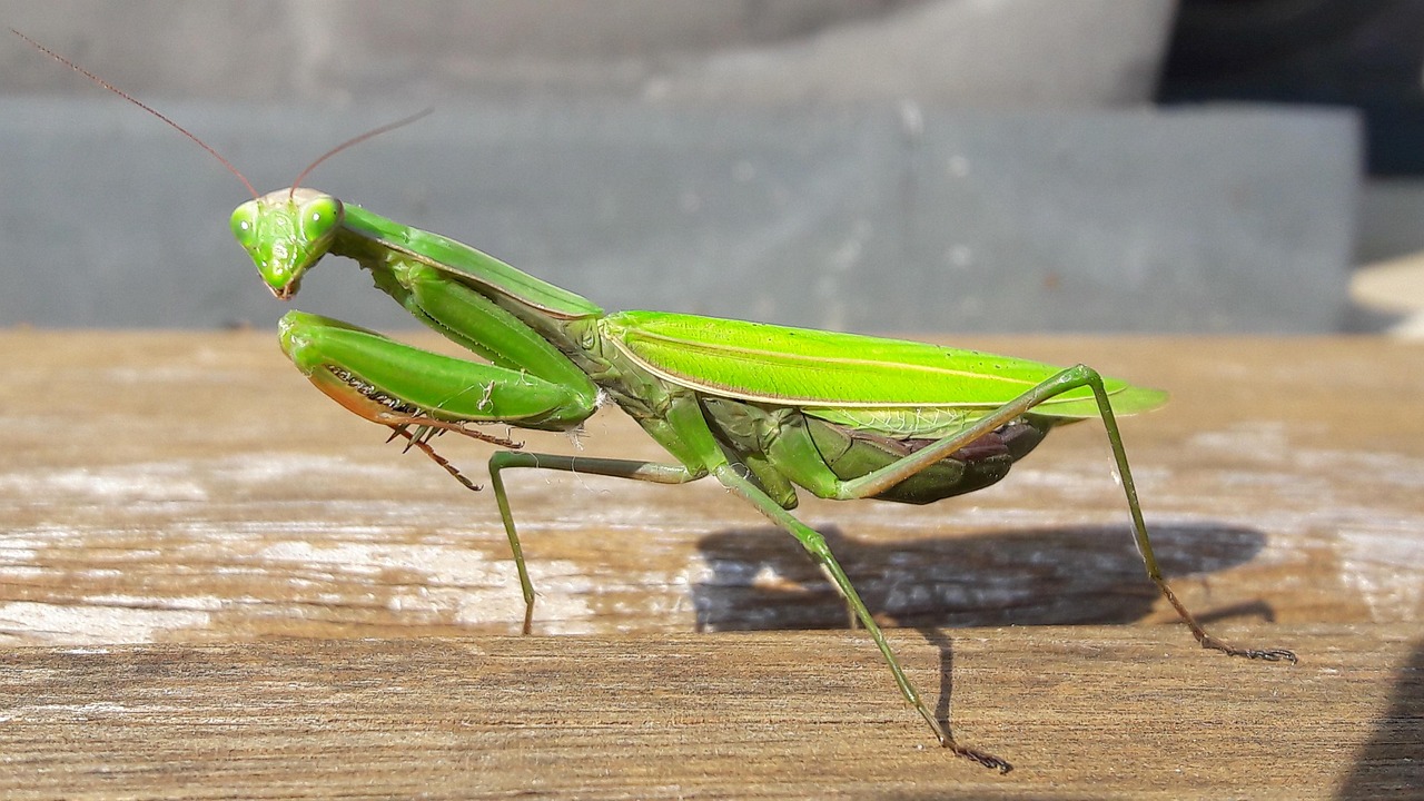 Animals Insect Worshipers - Free photo on Pixabay