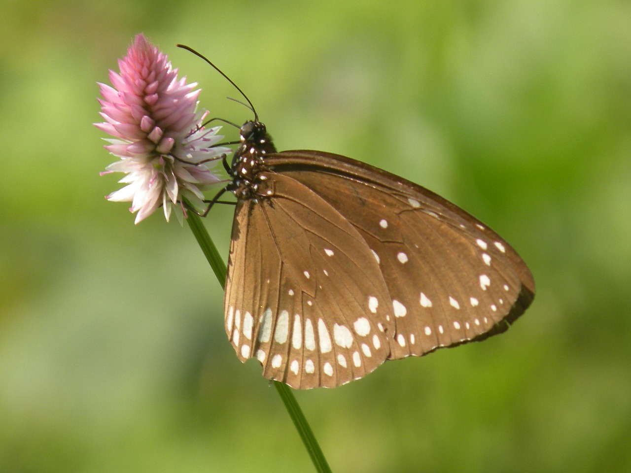 Papillon Vert Insecte Fleur - Photo gratuite sur Pixabay