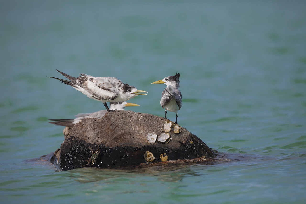 Wild Bird Common Tern - Free photo on Pixabay - Pixabay
