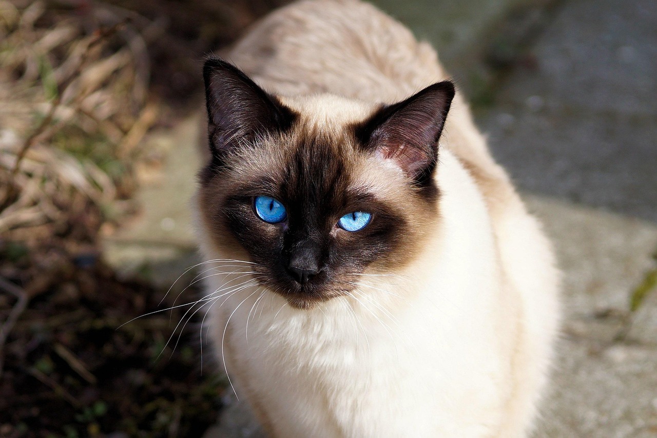 10 000 Free Siamese Cat Cat Images Pixabay 10 000 Free Siamese Cat Cat Images Pixabay