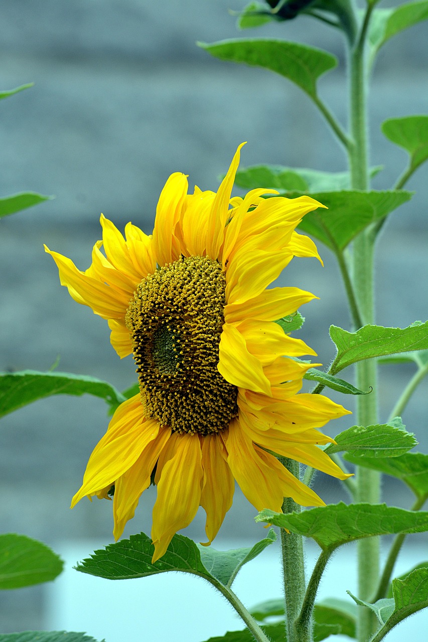 Flower Sunflower Flora - Free photo on Pixabay - Pixabay