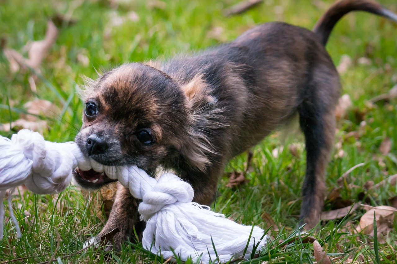 Chihuahua Bite Rope Small - Free photo on Pixabay