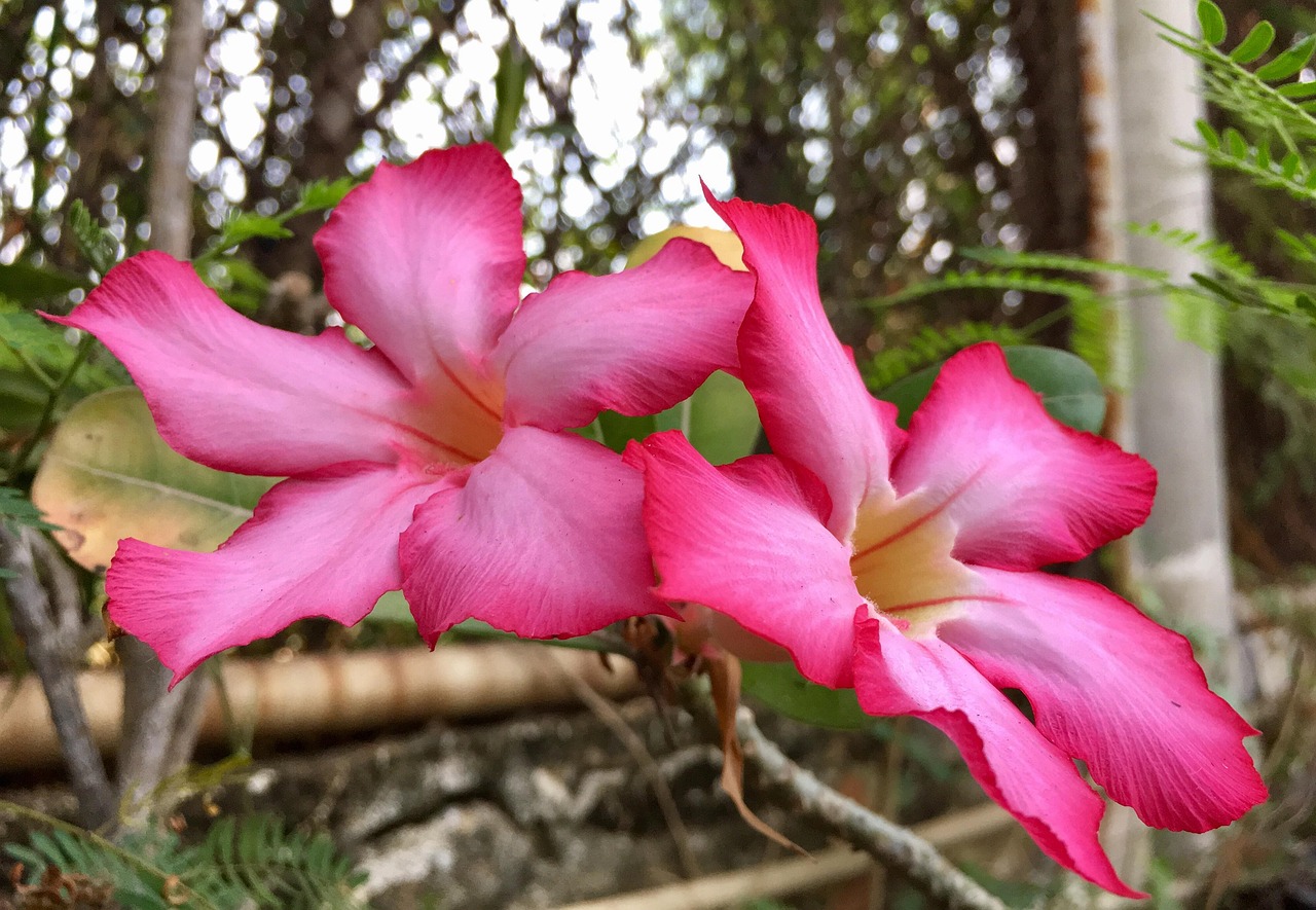 Flor Rosado Planta Flores - Foto gratis en Pixabay - Pixabay