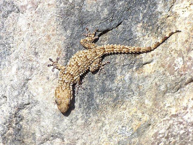600+ Free Gecko & Lizard Images