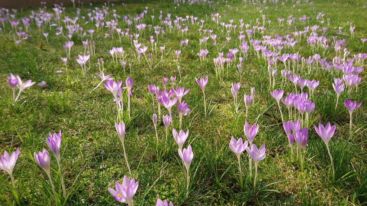 Bunga-Bunga Musim Semi Rumput - Foto gratis di Pixabay - Pixabay