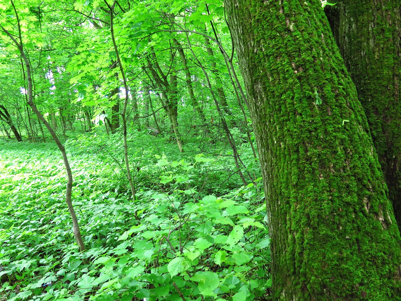 La Nature Arbre Arbres Légumes - Photo gratuite sur Pixabay - Pixabay