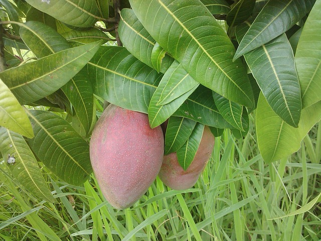 Manga Fruta Plantas - Foto gratis en Pixabay