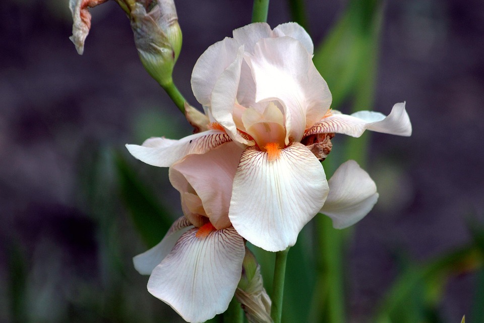 Iris Beige Gartenblume - Kostenloses Foto auf Pixabay - Pixabay
