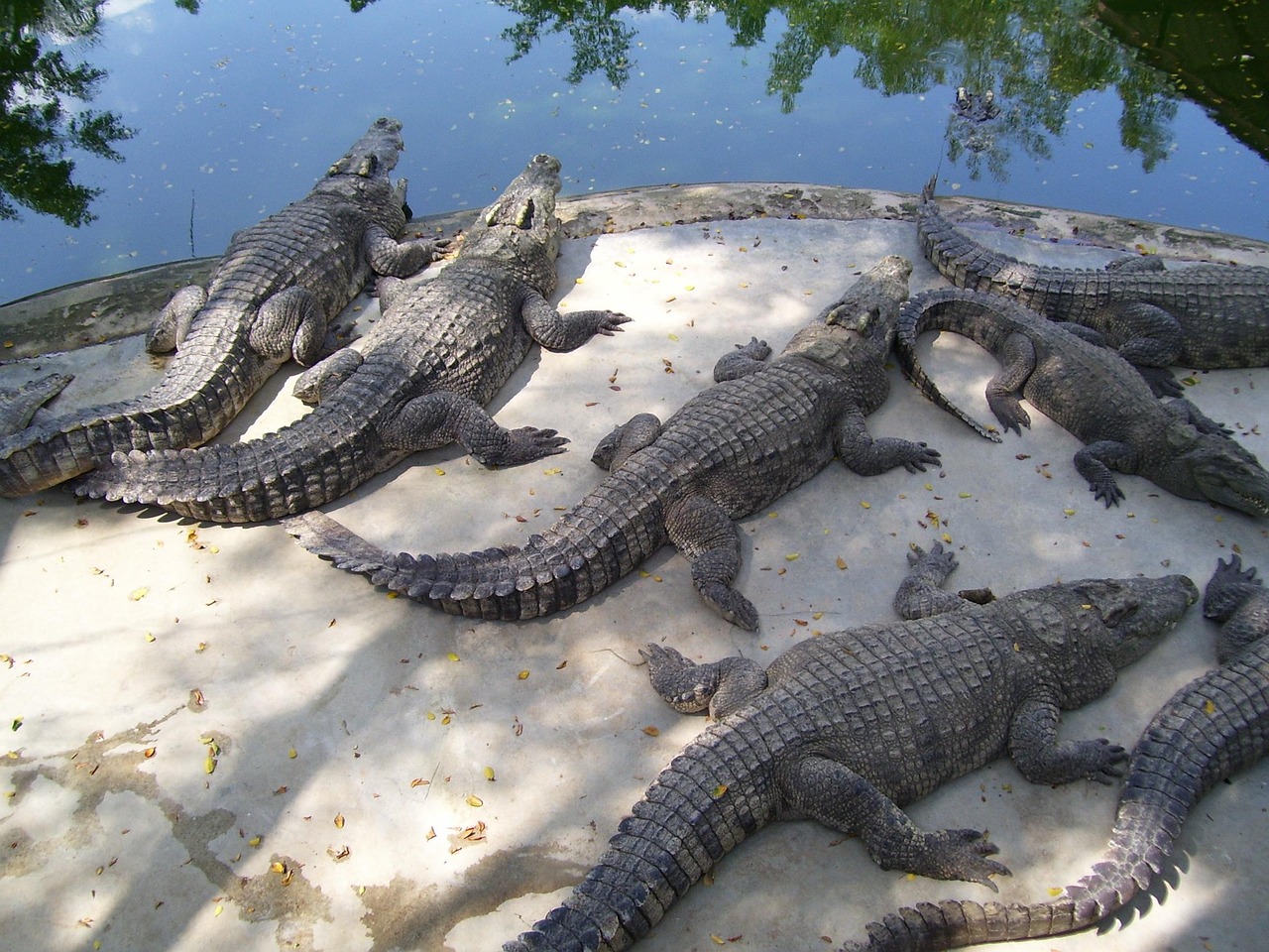 Crocodiles Animals The - Free photo on Pixabay - Pixabay