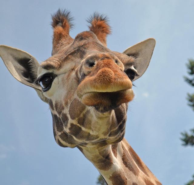 Zoo Animals Wild Animal Close - Free photo on Pixabay