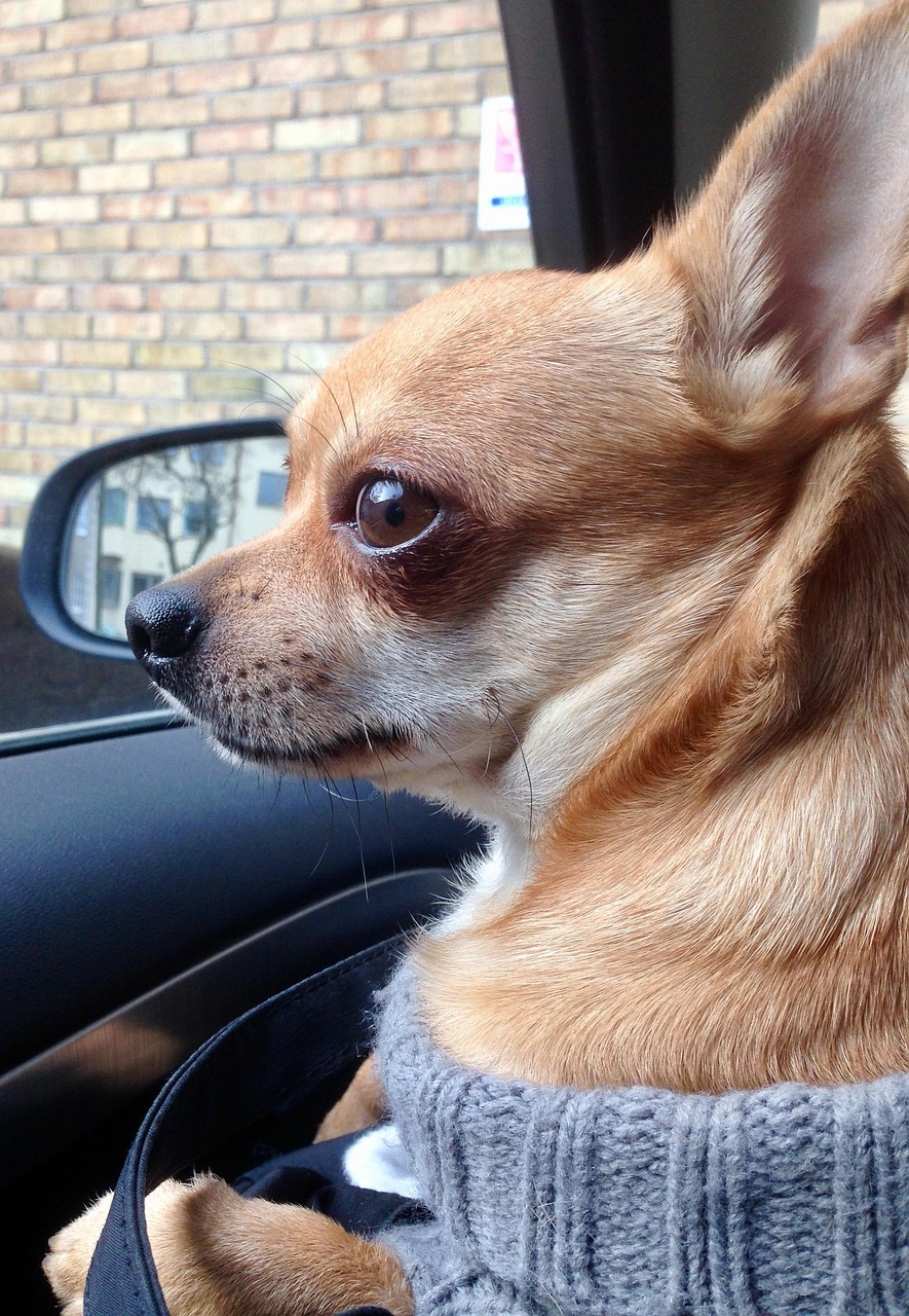 Chihuahua Hund Zobel - Kostenloses Foto auf Pixabay - Pixabay